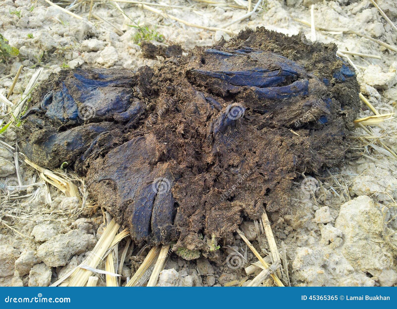 Cow dung stock image. Image of current, farm, crop, cake - 45365365