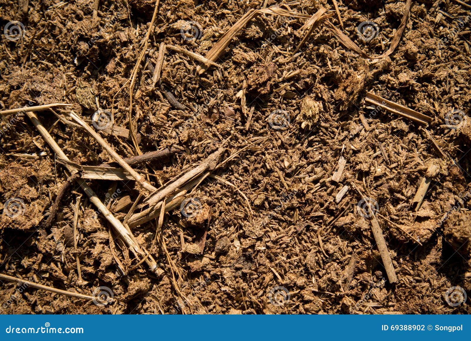 Cow dung stock photo. Image of white, background, countryside - 69388902