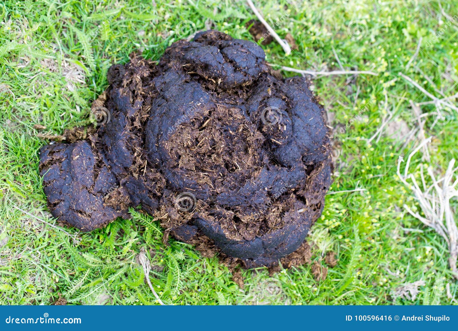 Cow dung stock photo. Image of dung, excrement, grass - 100596416