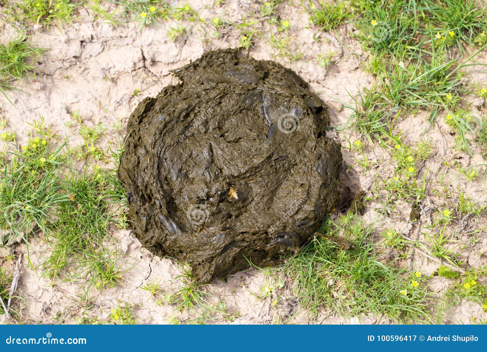 Cow dung stock image. Image of farm, fertilizer, green - 100596417
