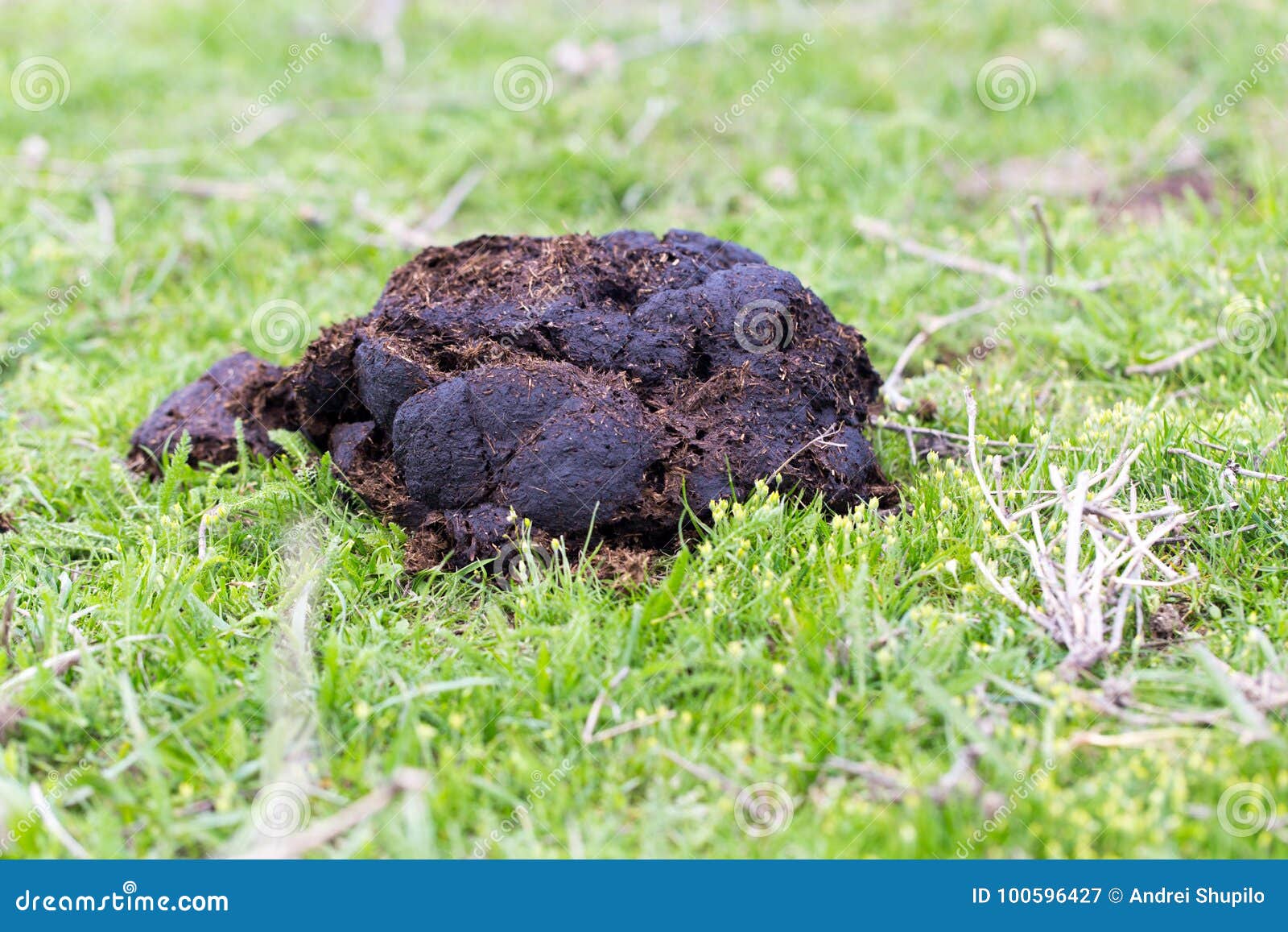 Cow dung stock image. Image of brown, fertilizer, grass - 100596427
