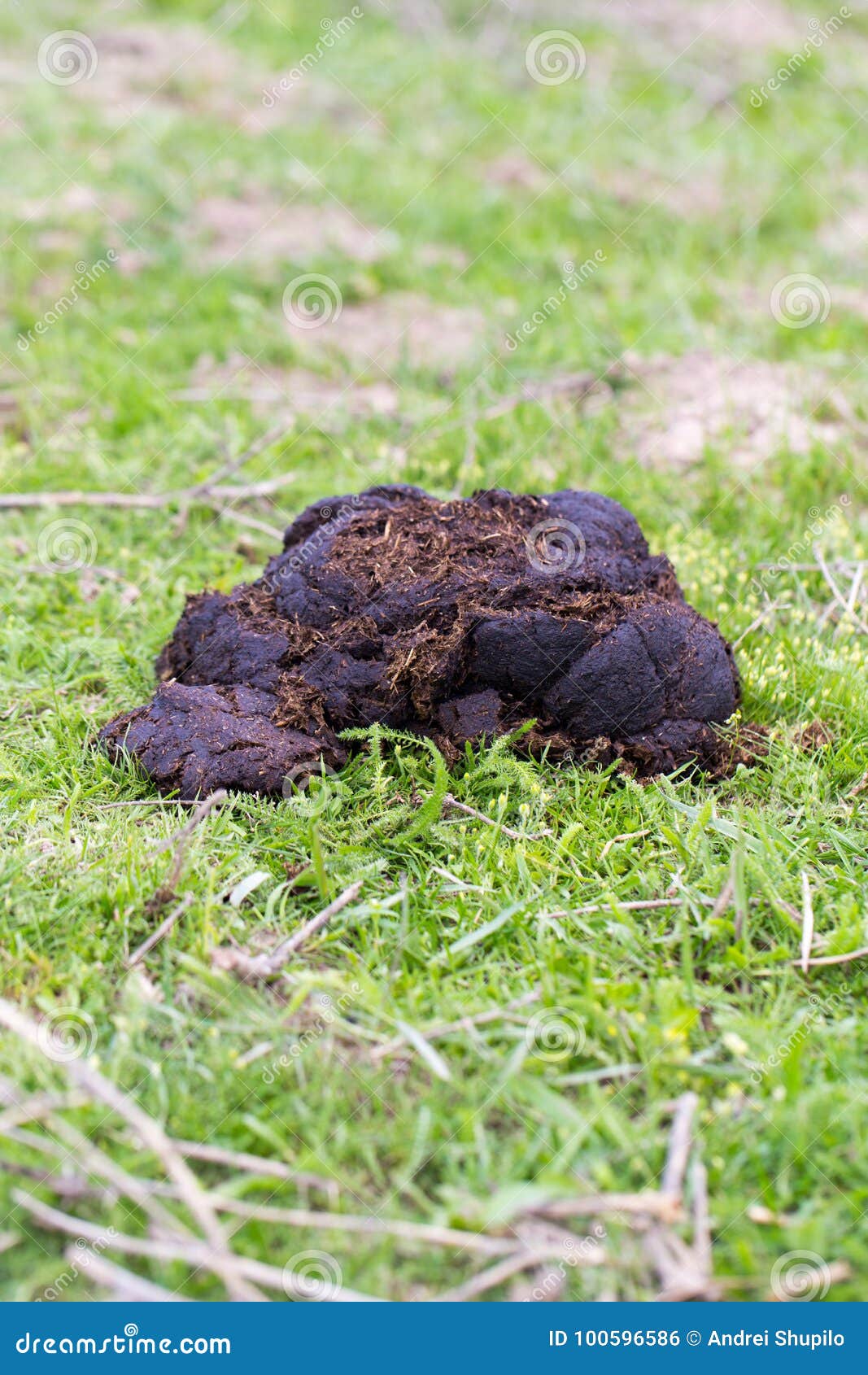 Cow dung stock photo. Image of manure, grass, fertilizer - 100596586