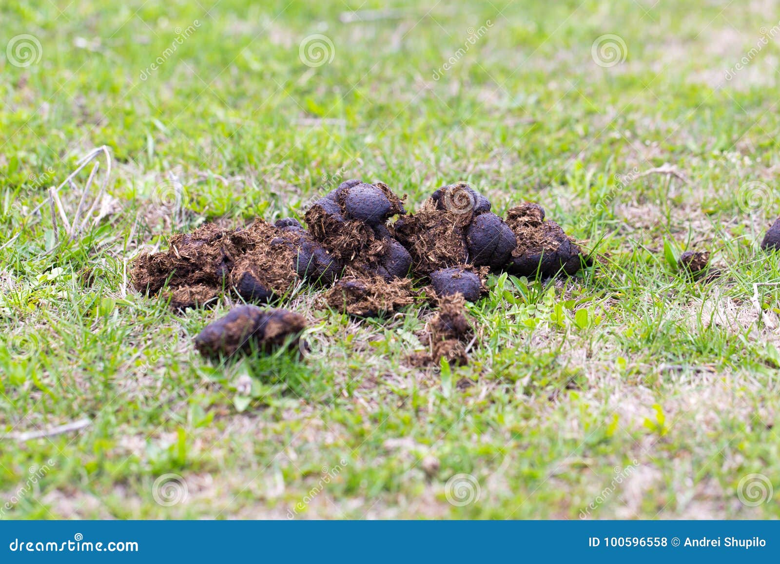 Cow dung stock photo. Image of grass, matter, excrement - 100596558