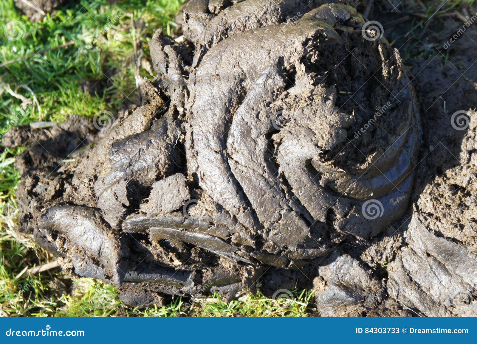 Cow Dung stock image. Image of manure, dung, meadow, bovine - 84303733