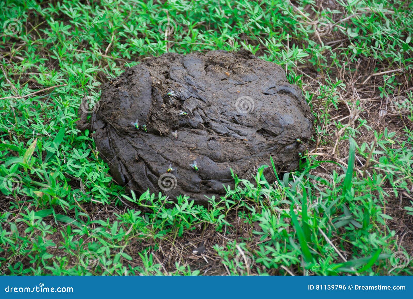 Cow Dung Pile Up on the Grass. the Accumulation of Germs Stock Photo ...