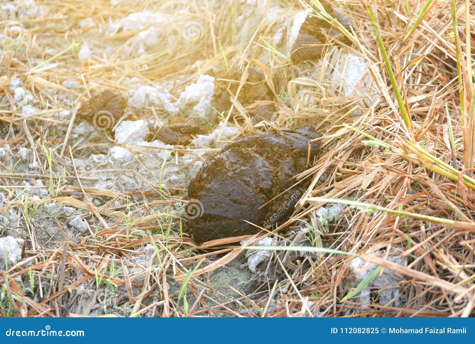Cow Dung or Shit on the Grass Stock Image - Image of pile, green: 112082825
