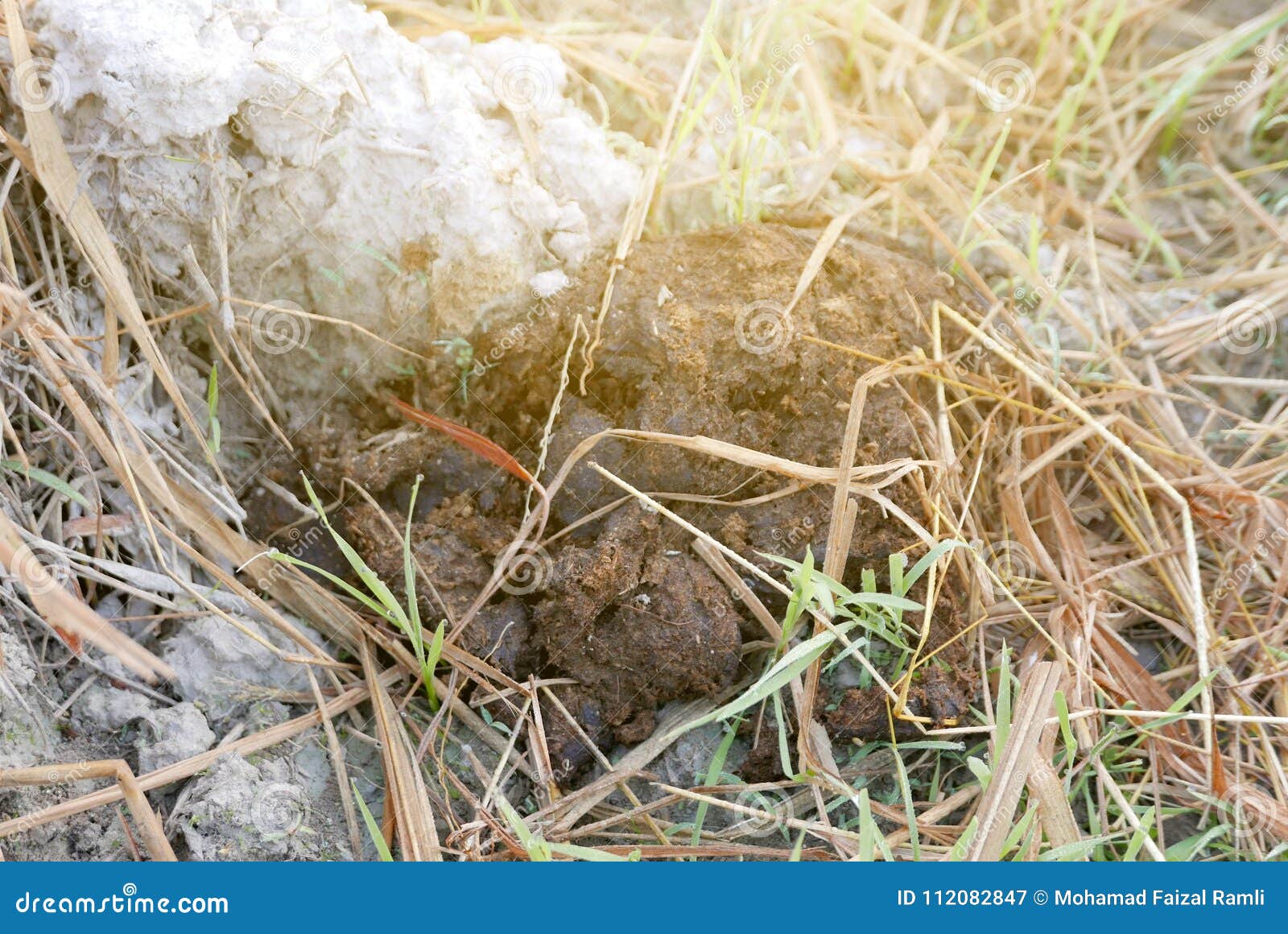 Cow Dung or Shit on the Grass Stock Image - Image of fecal, grass ...