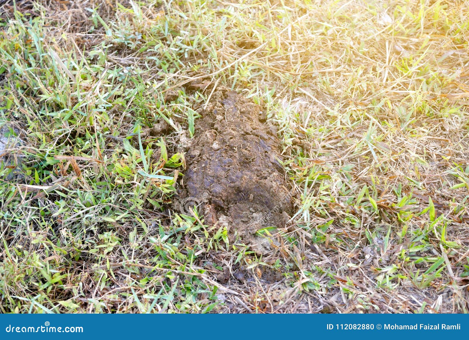Cow Dung or Shit on the Grass Stock Photo - Image of black, farm: 112082880