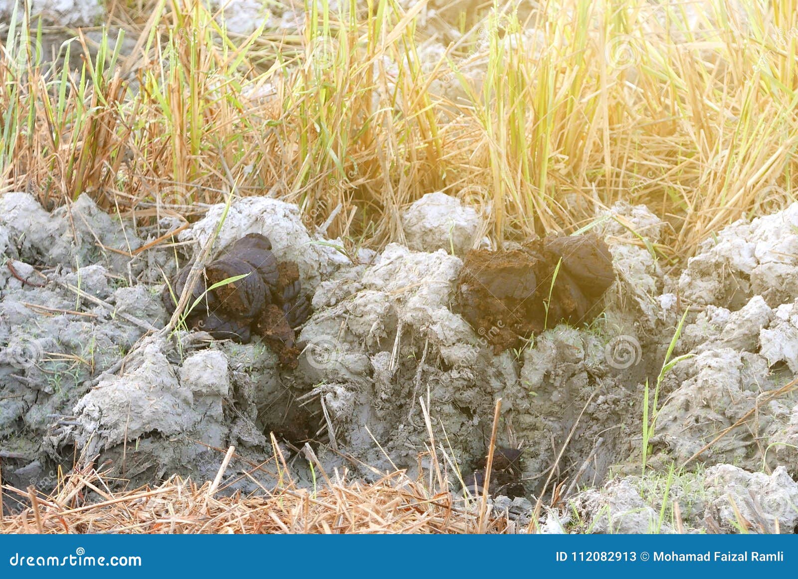 Cow Dung or Shit on the Grass Stock Image - Image of fecal, fertilizer ...