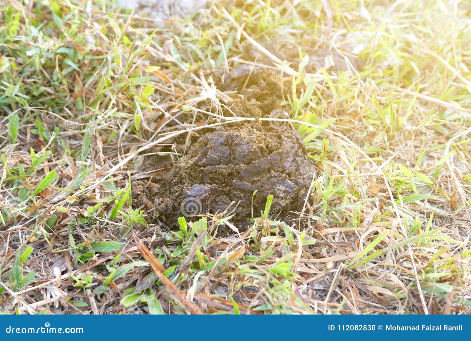 Cow Dung or Shit on the Grass Stock Photo - Image of brown, smelly ...