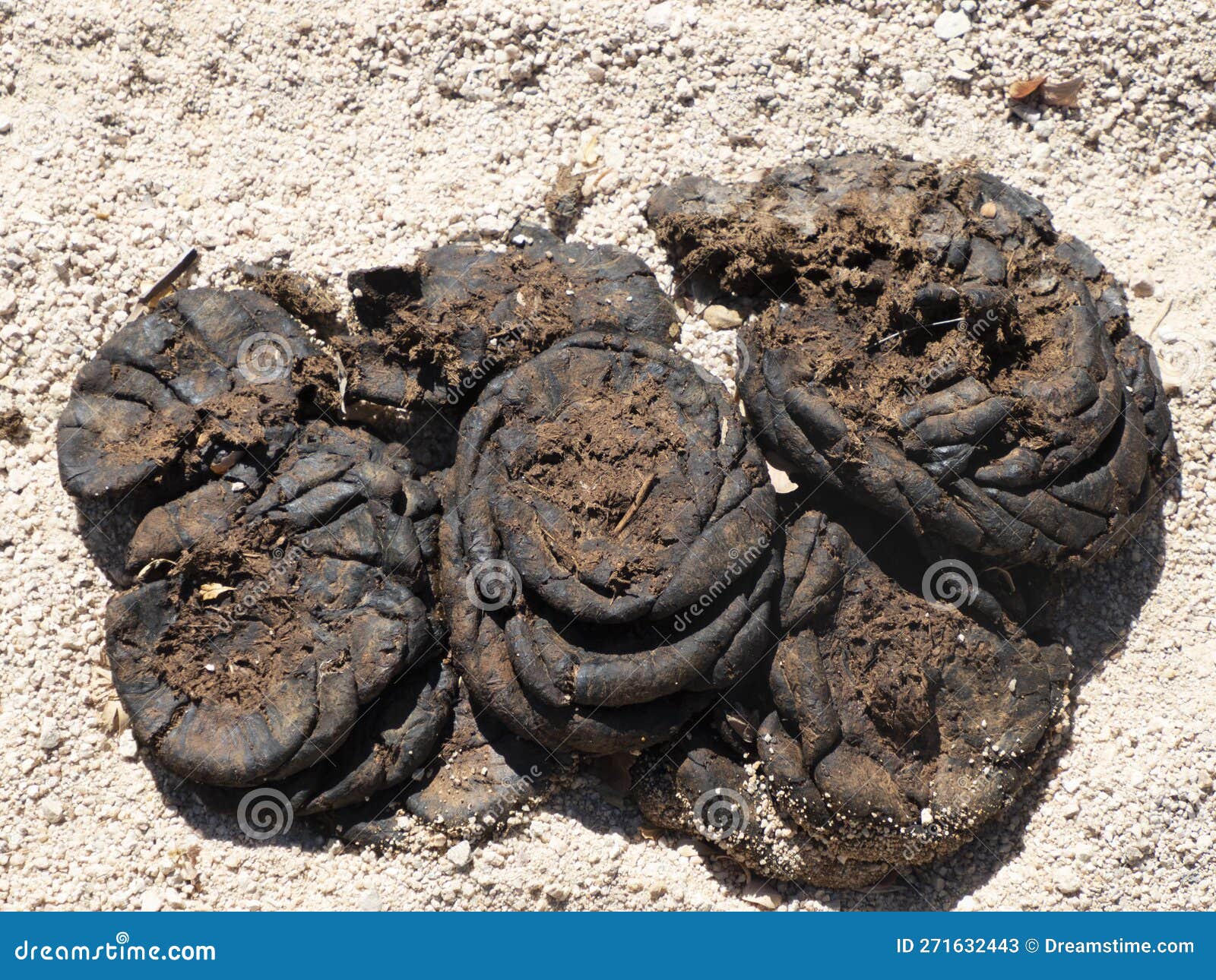 Cow Dung in Soil Nature Detail Stock Image - Image of environment, farm ...