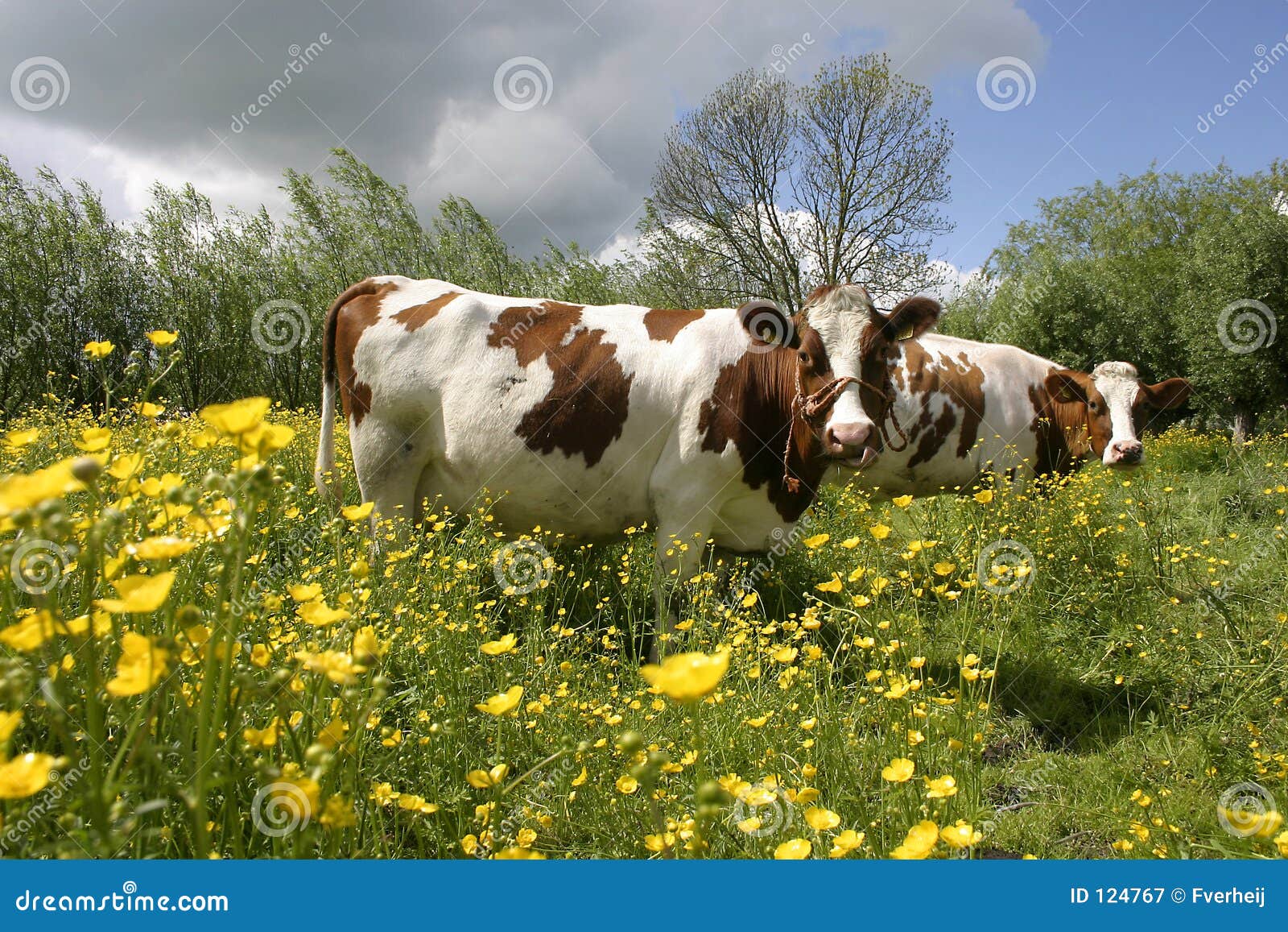 Cow in dutch landscape 1 stock image. Image of cows, landscape - 124767