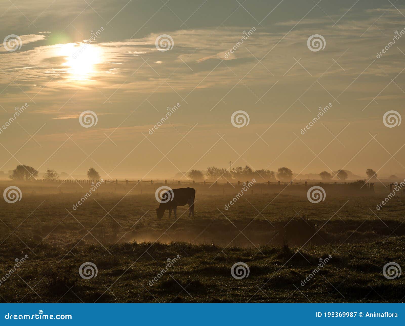 Cow in the early mist stock image. Image of fall, cows - 193369987