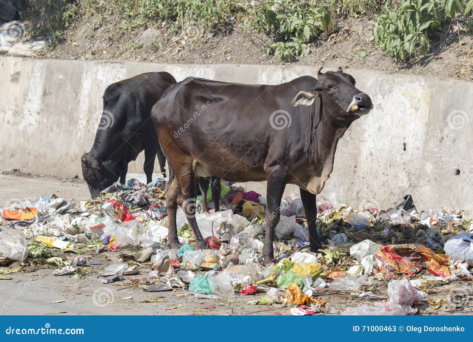 Cow Eat Rubbish in Rishikesh, India Editorial Stock Photo - Image of ...