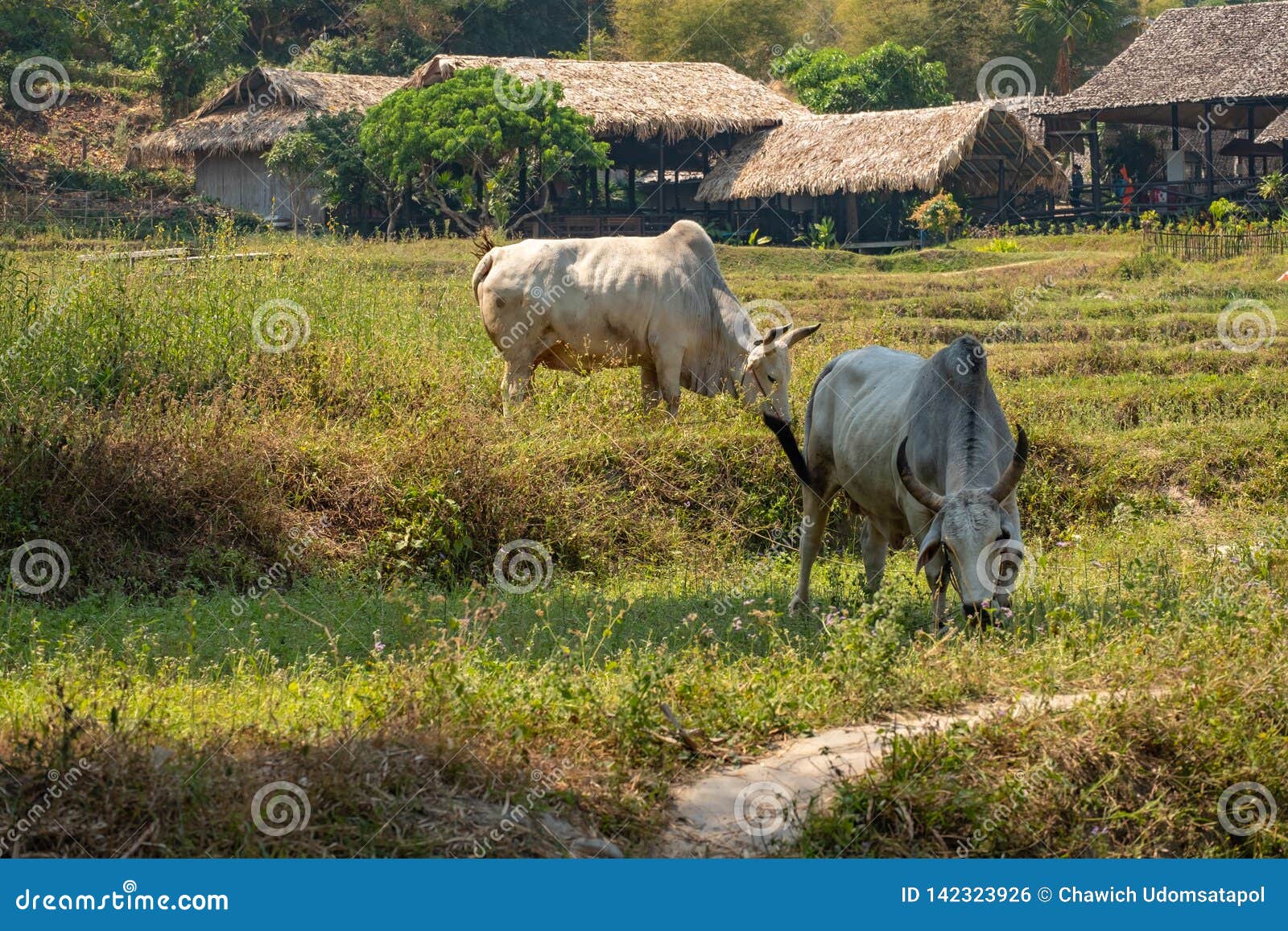 2cow enjoy eating stock photo. Image of animal, house - 142323926