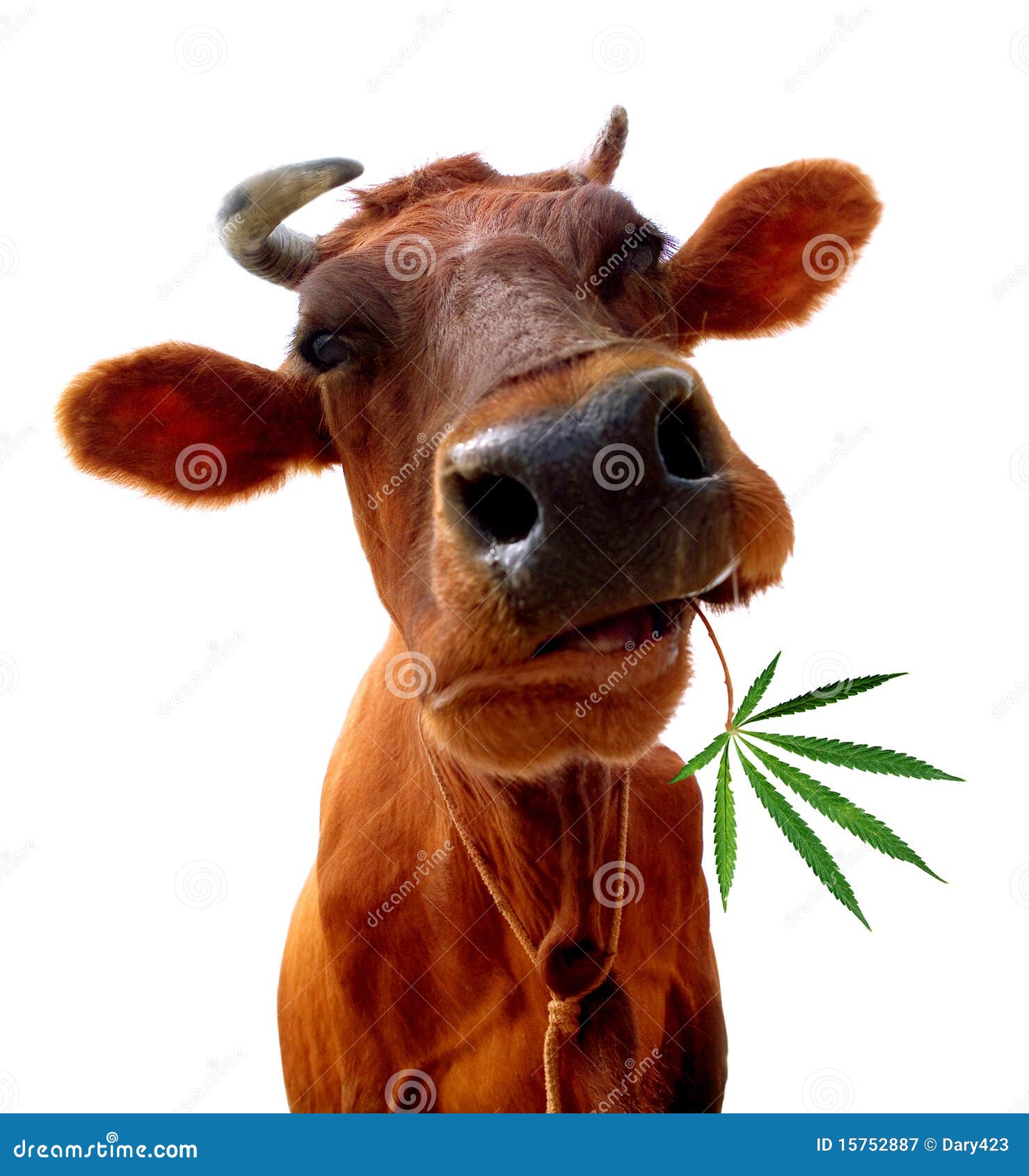 Cow eating stock image. Image of conceptual, narcotic - 15752887