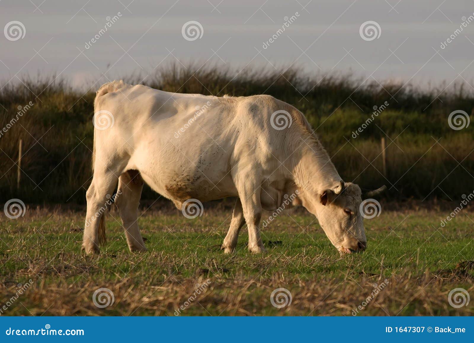 Cow Eating Picture. Image: 1647307