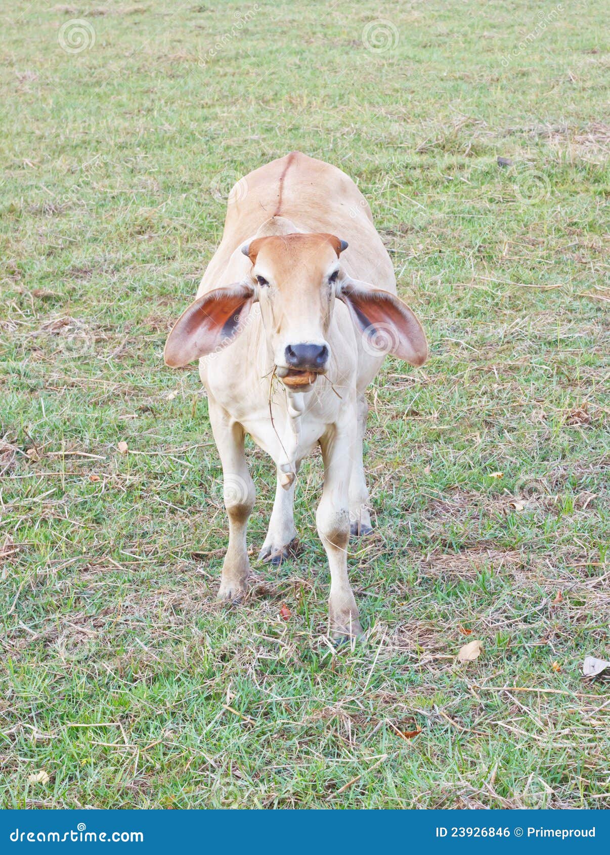 Cow eating stock photo. Image of countryside, brow, farming - 23926846