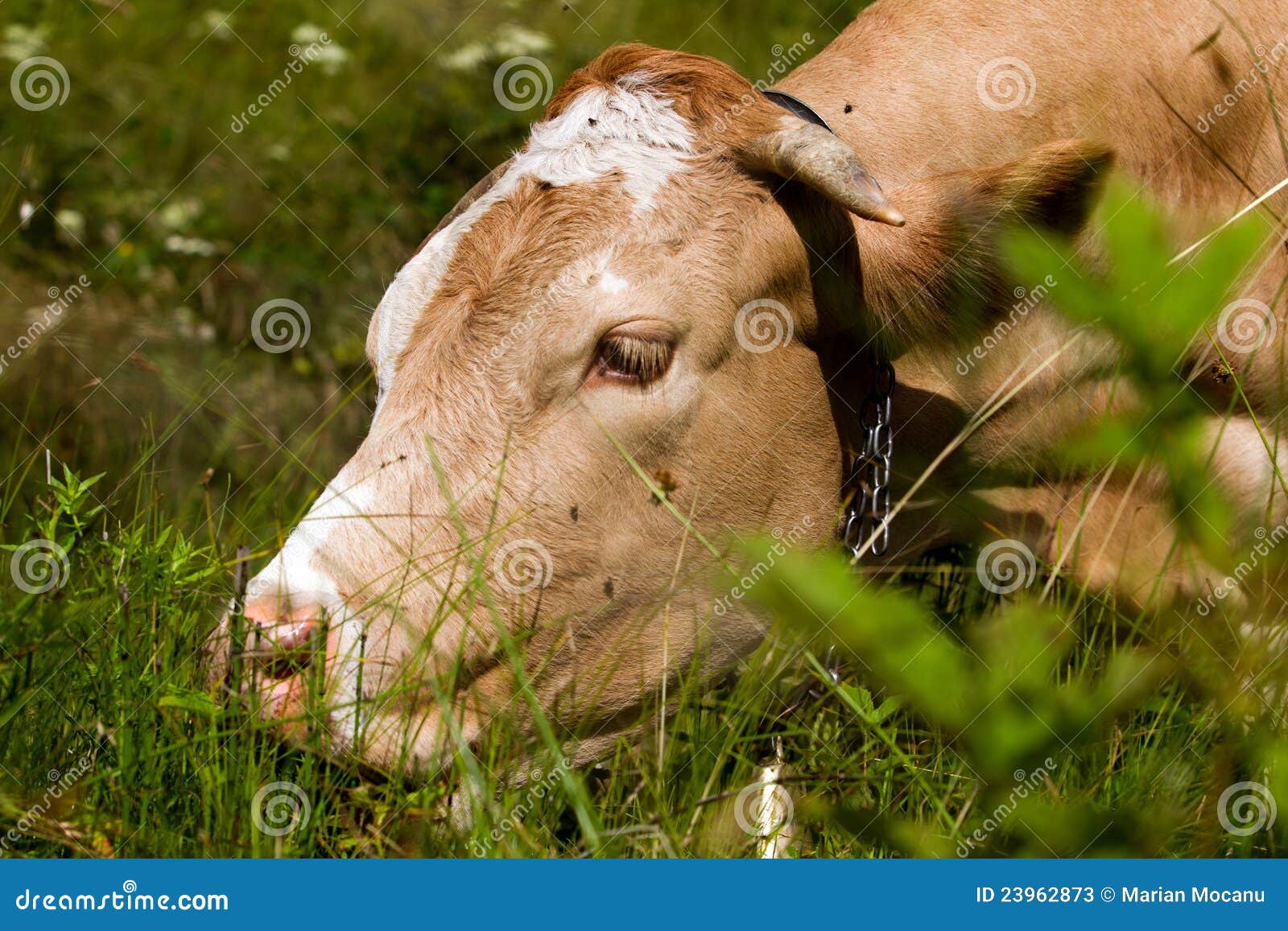 Cow eating stock image. Image of lips, rope, food, outside - 23962873