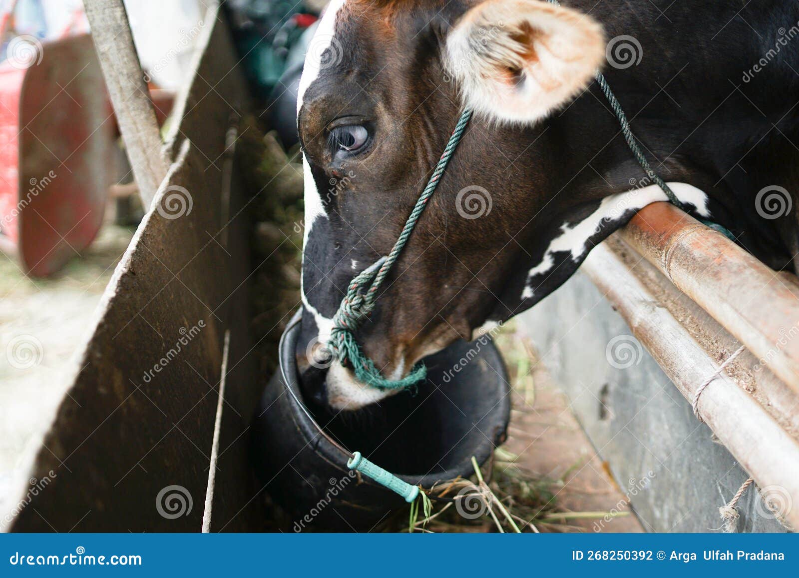 Cow eating stock photo. Image of background, cowshed - 268250392