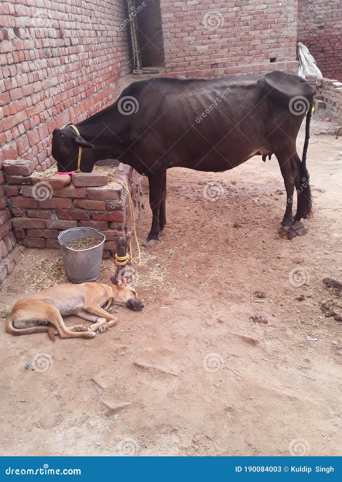 Cow is Eating and Dog is Sleeping Stock Image - Image of village ...