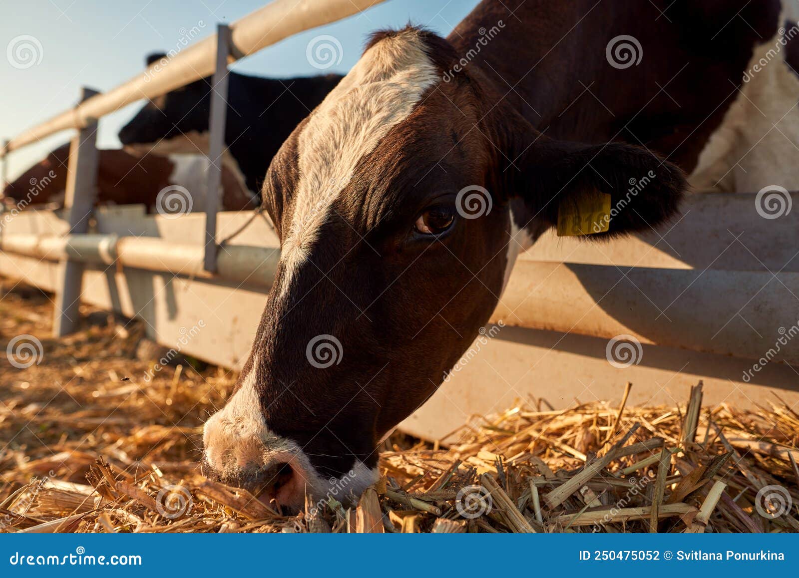Cow Eating Dry Corn in Paddock with Cattle on Farm Stock Photo - Image ...