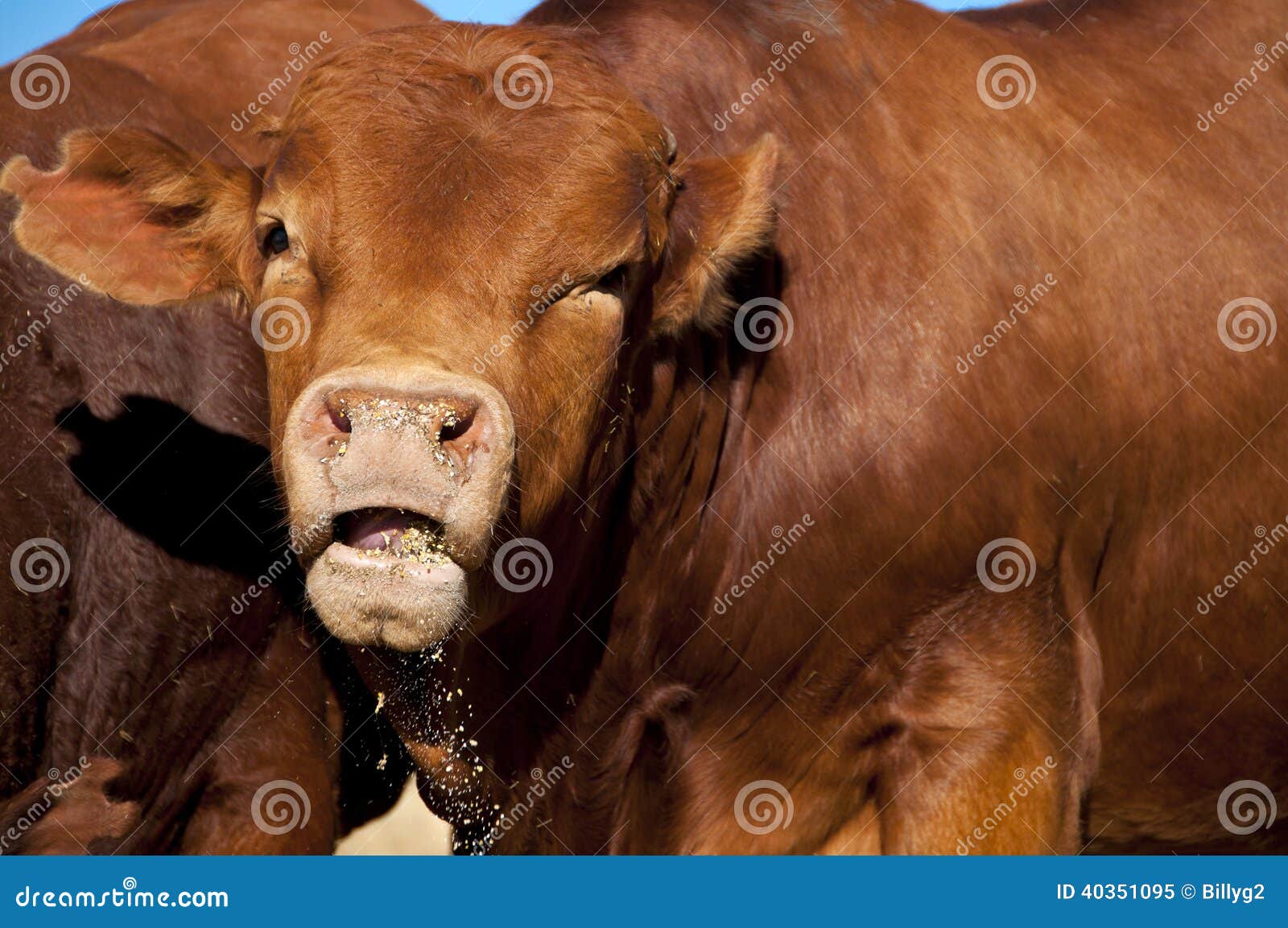 Cow Eating Feed, Close-up Image Stock Image - Image of chewing, eating ...