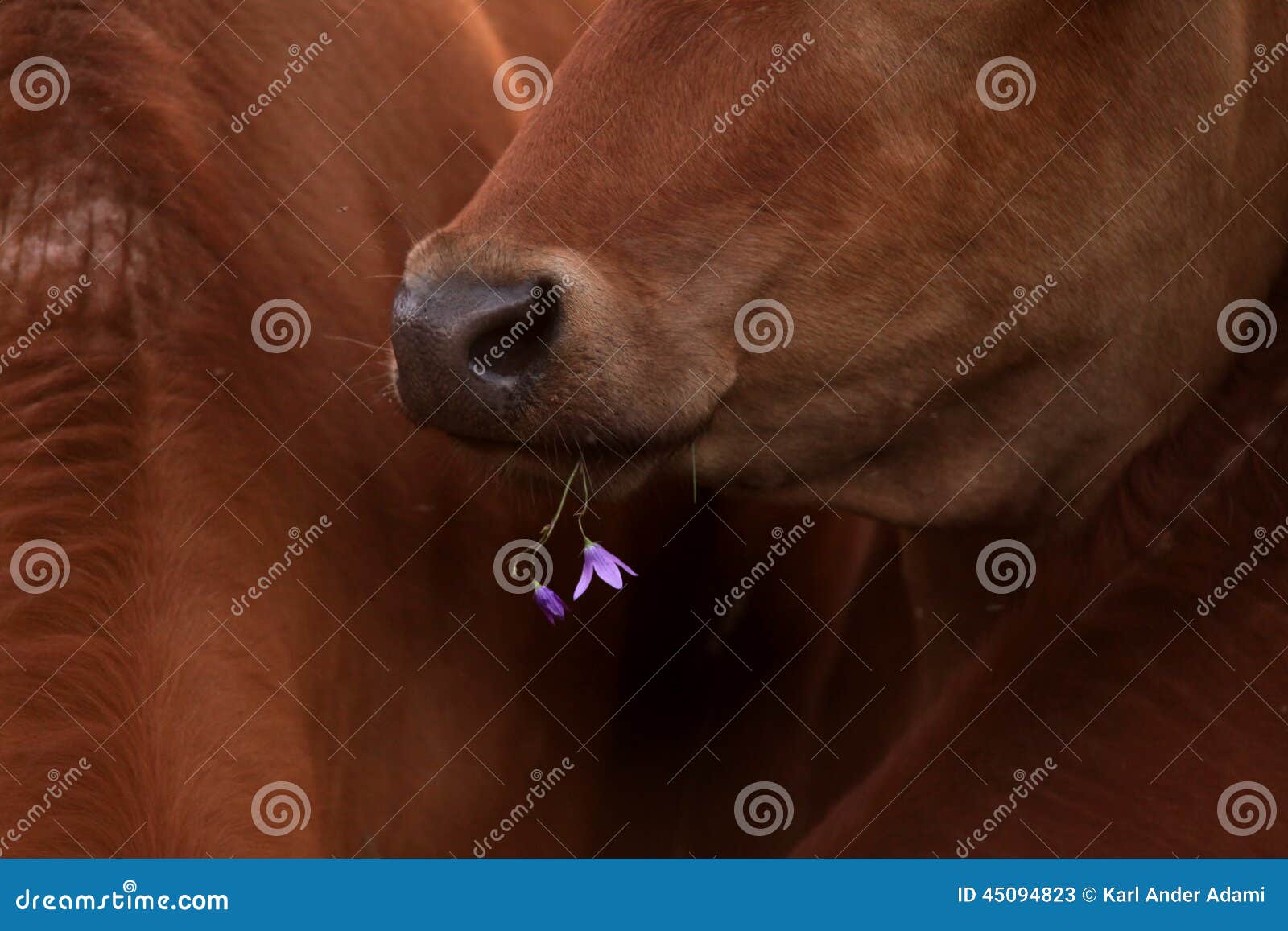 Cow eating stock image. Image of cattle, bloom, farm - 45094823