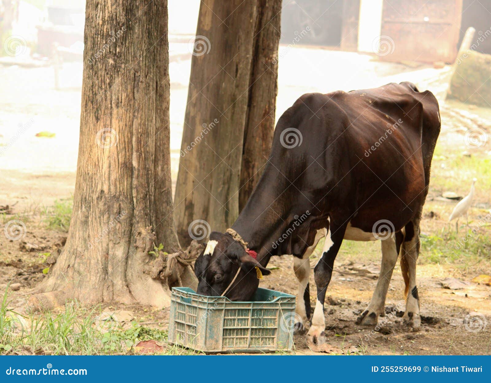 Cow eating fodder stock image. Image of fodder, white - 255259699