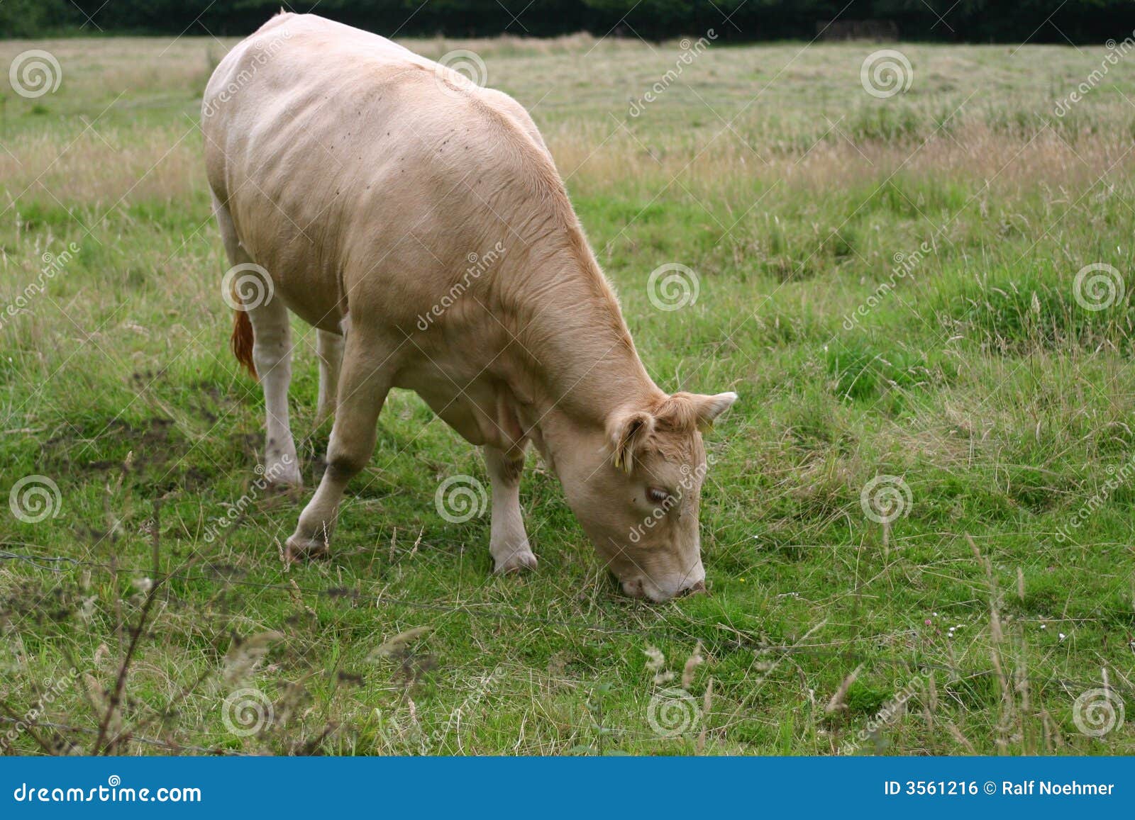 Cow eating grass stock photo. Image of cattle, farm, grass - 3561216