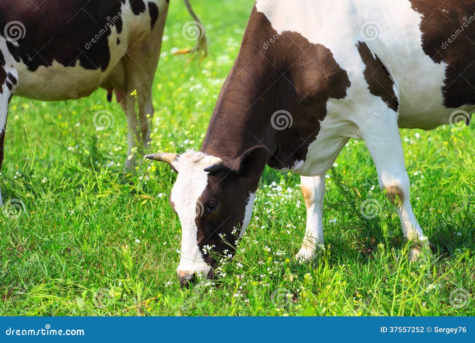 Cow eating the grass stock photo. Image of outdoors, domestic - 37557252