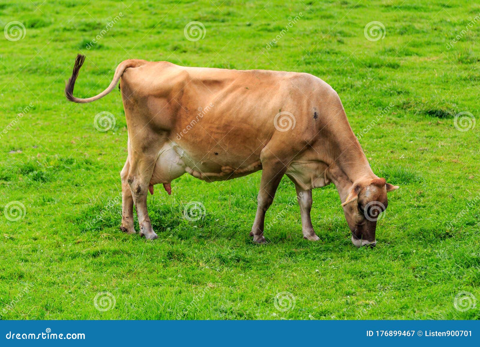 A Cow Eating Grass on the Farmland Stock Image - Image of countryside ...