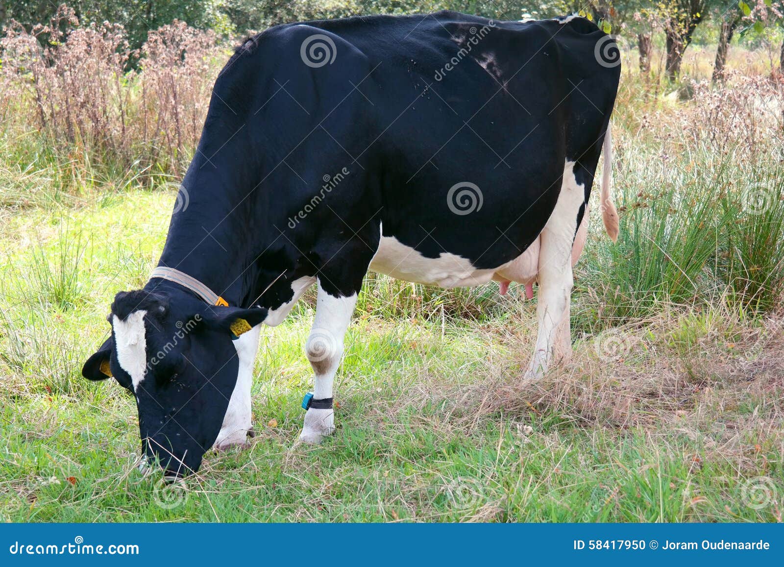 Cow Eating Grass in a Field. Stock Photo - Image of dairy, field: 58417950
