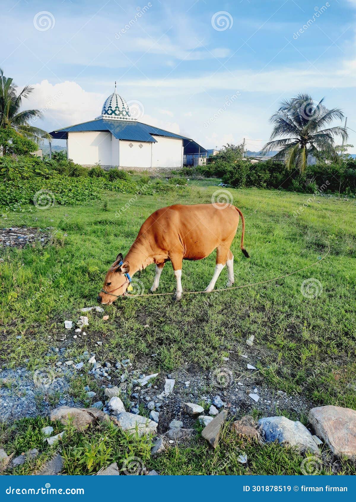 A Cow is Eating Grass in the Field, the Cow Looks Fat Stock Image ...