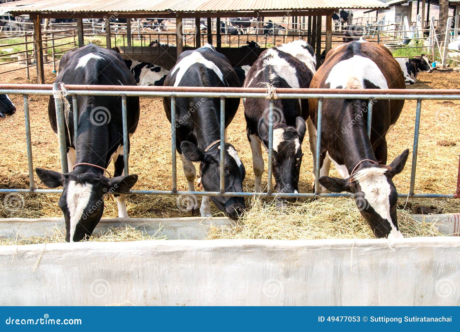 Cow eating stock image. Image of head, barn, animal, feeding - 49477053