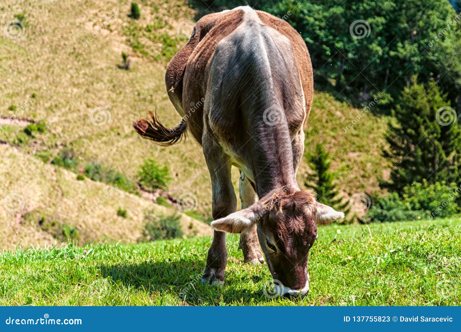 Cow eating grass stock image. Image of eating, cattle - 137755823