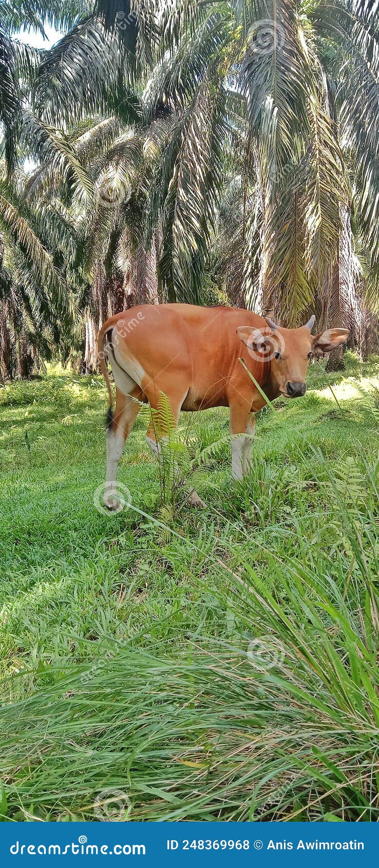 A Cow Eating Grass Under the Palm Tree Stock Photo - Image of palm ...