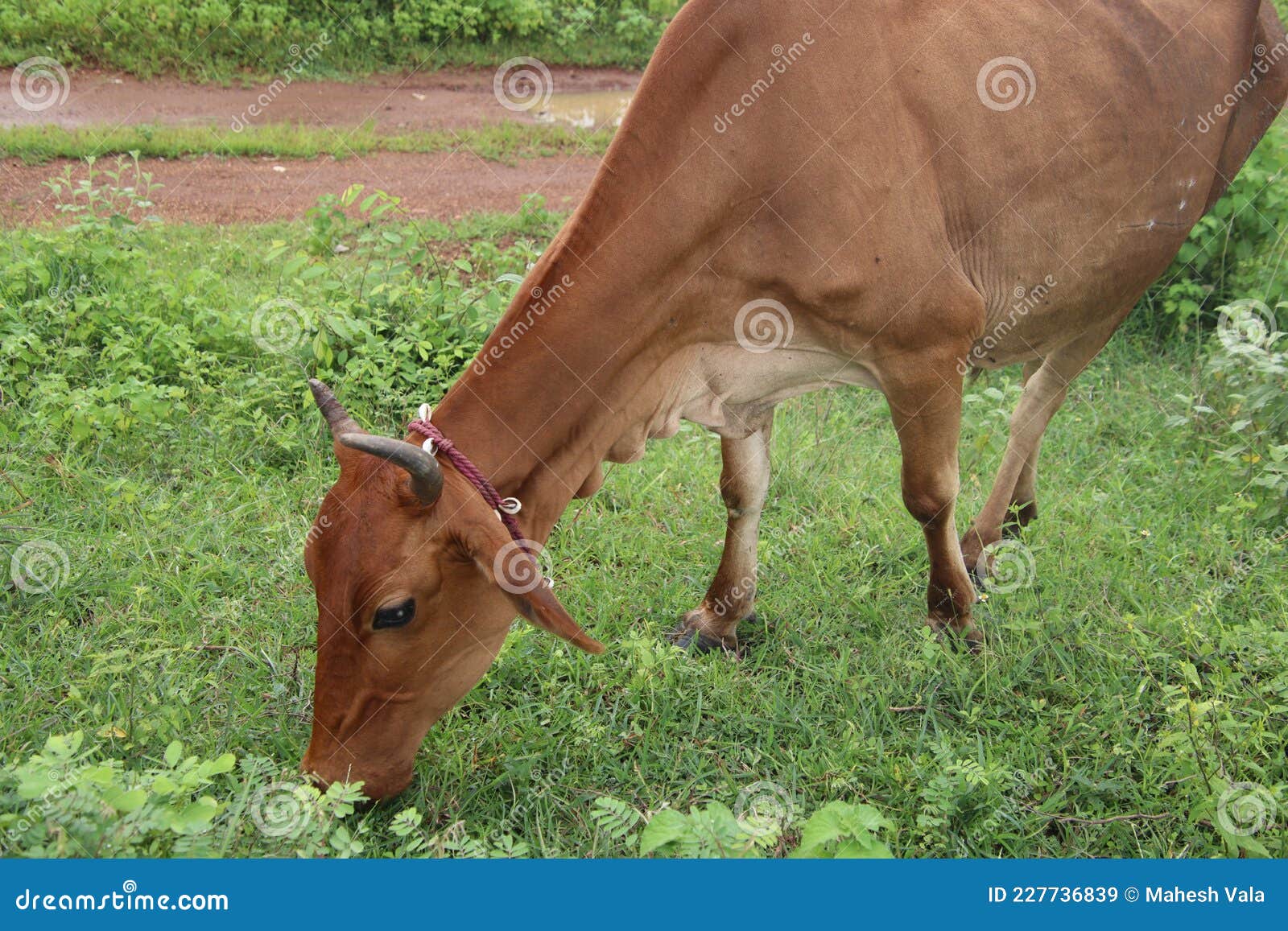 Cow is Eating Grass and a Rope is Tied Around the Cow S Neck Stock ...