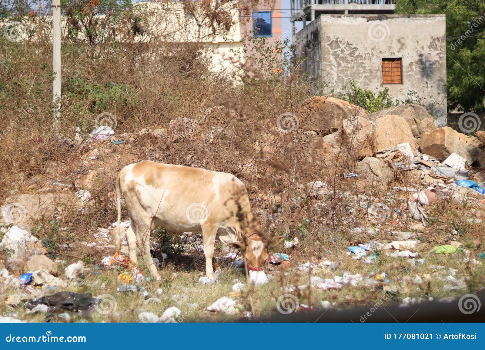 Cow Eating Green Grass Below a Tree Stock Image - Image of cattle ...
