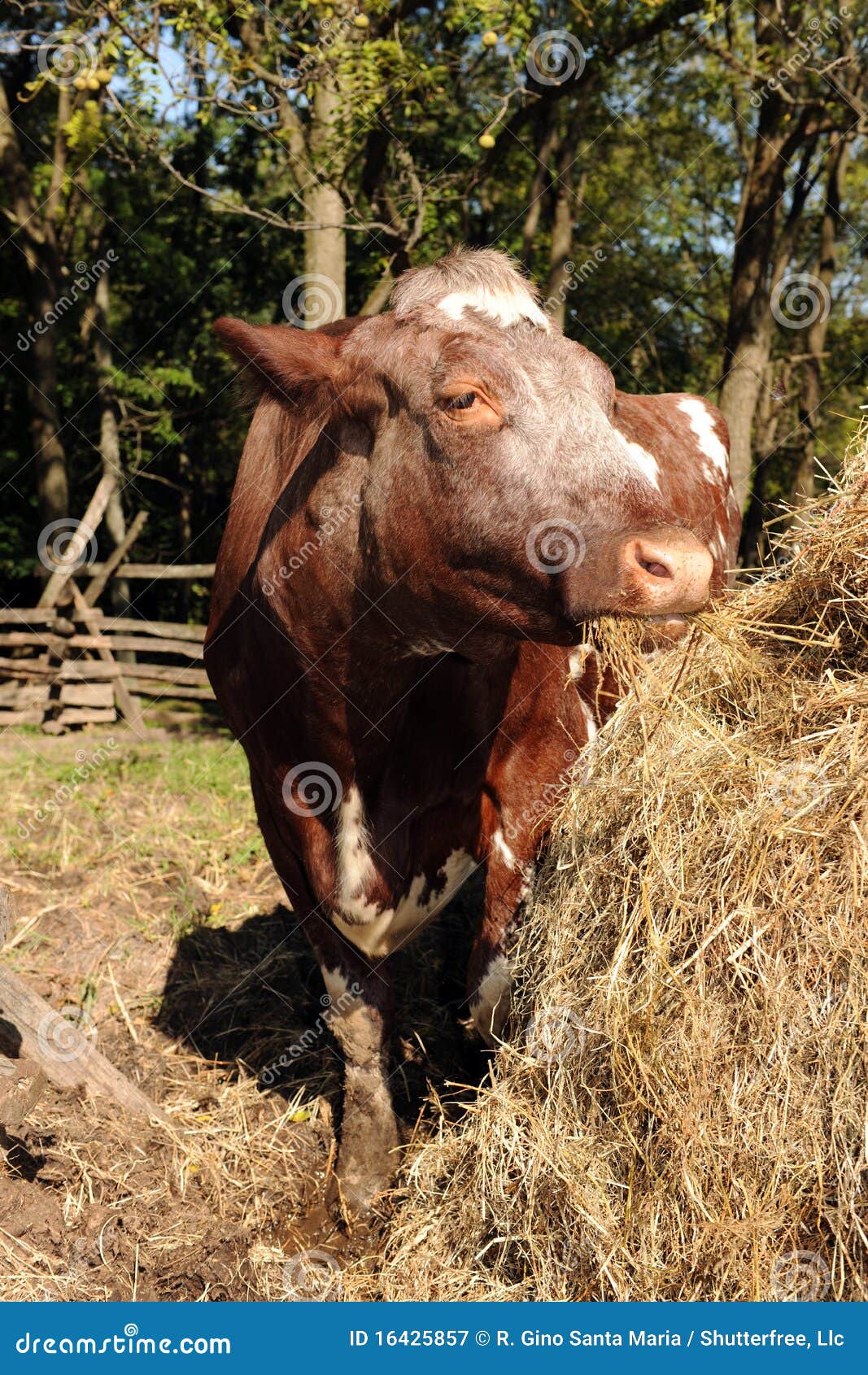 Cow Eating Hay stock image. Image of field, agriculture - 16425857
