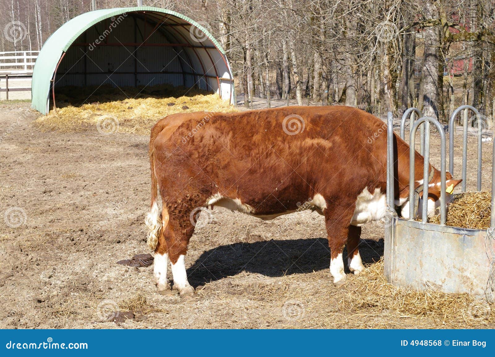 Cow eating hay stock photo. Image of large, ranch, trees - 4948568