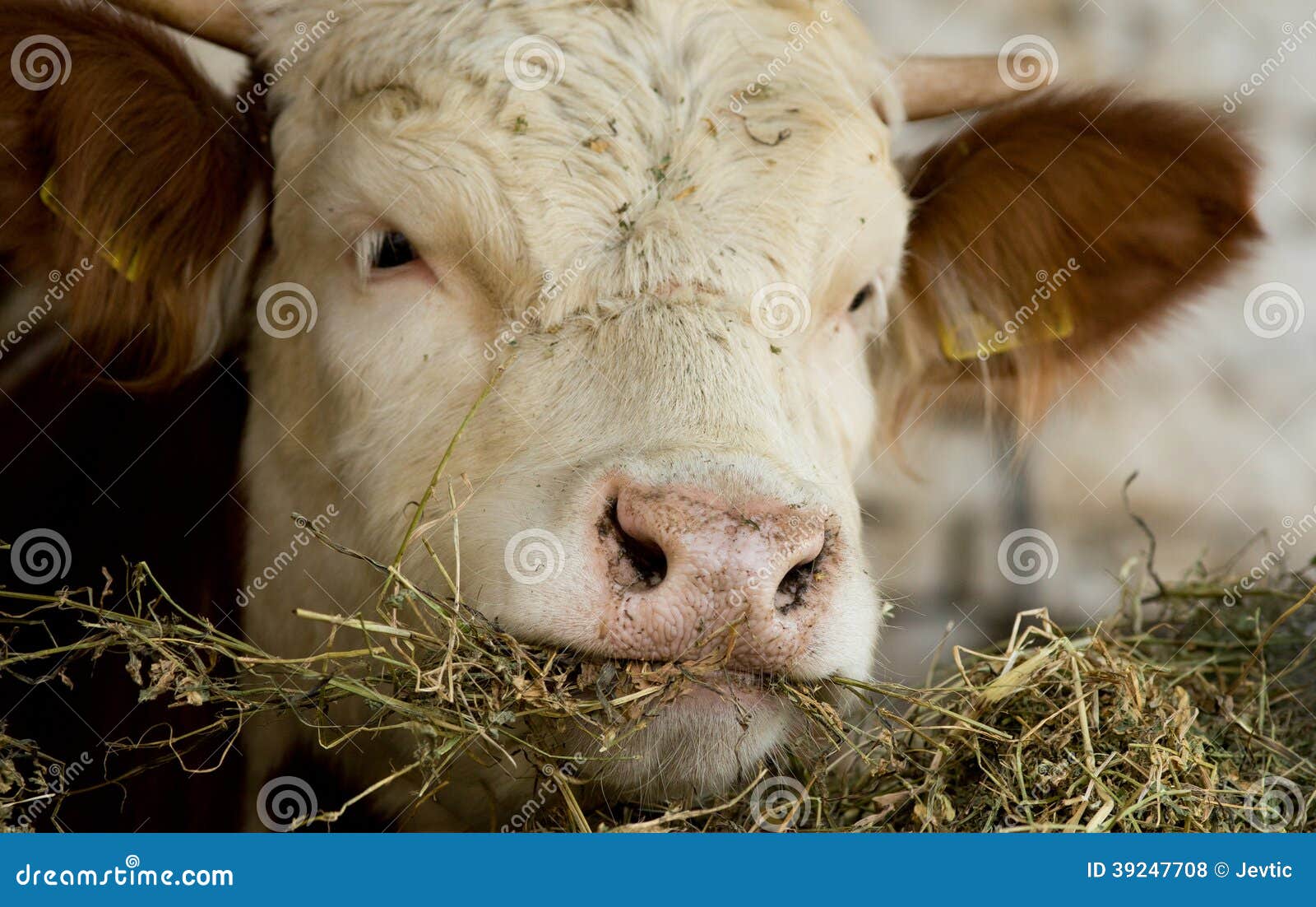 Cow eating hay stock photo. Image of agricultural, dairy - 39247708