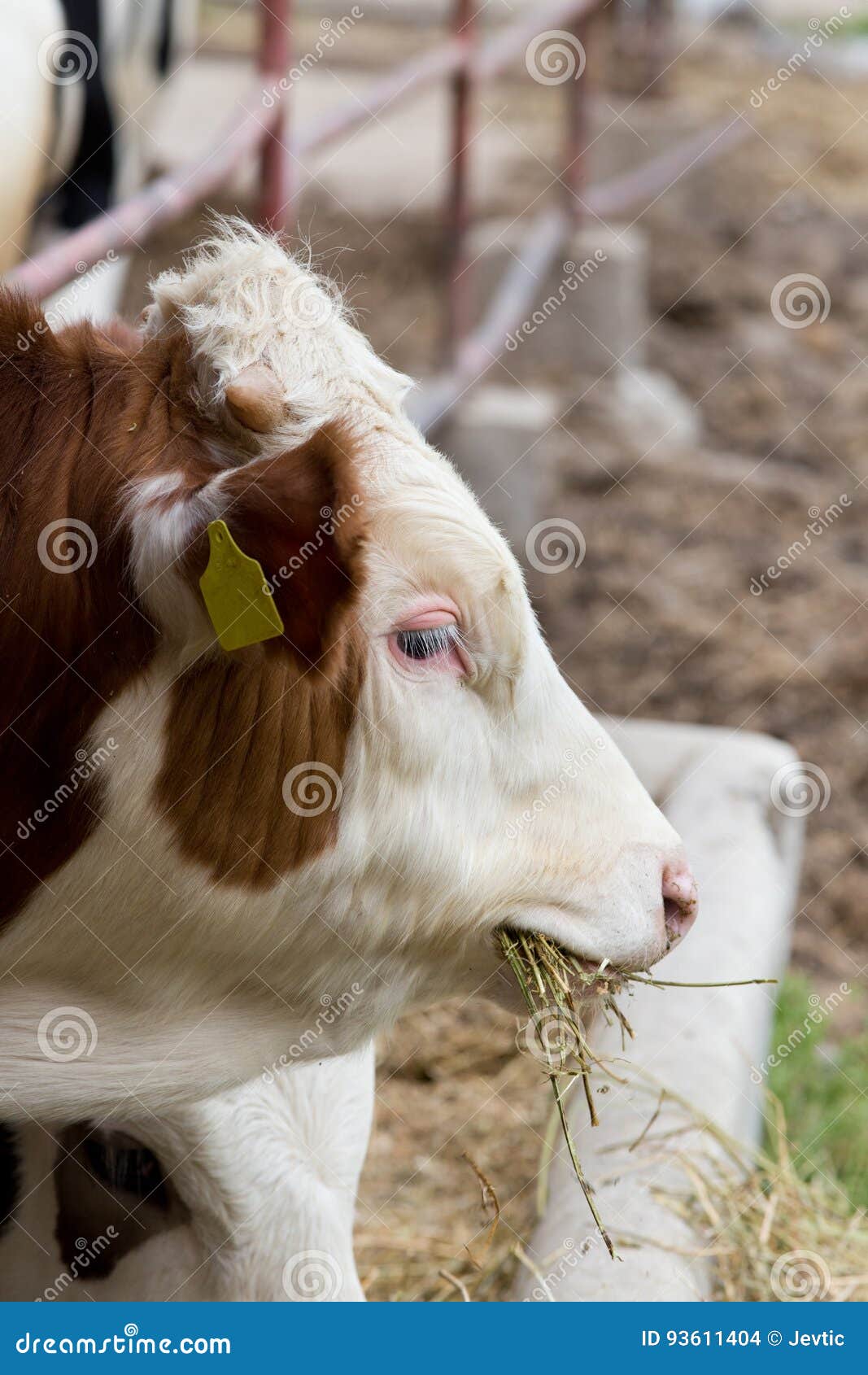 Cow eating hay stock photo. Image of agricultural, close - 93611404