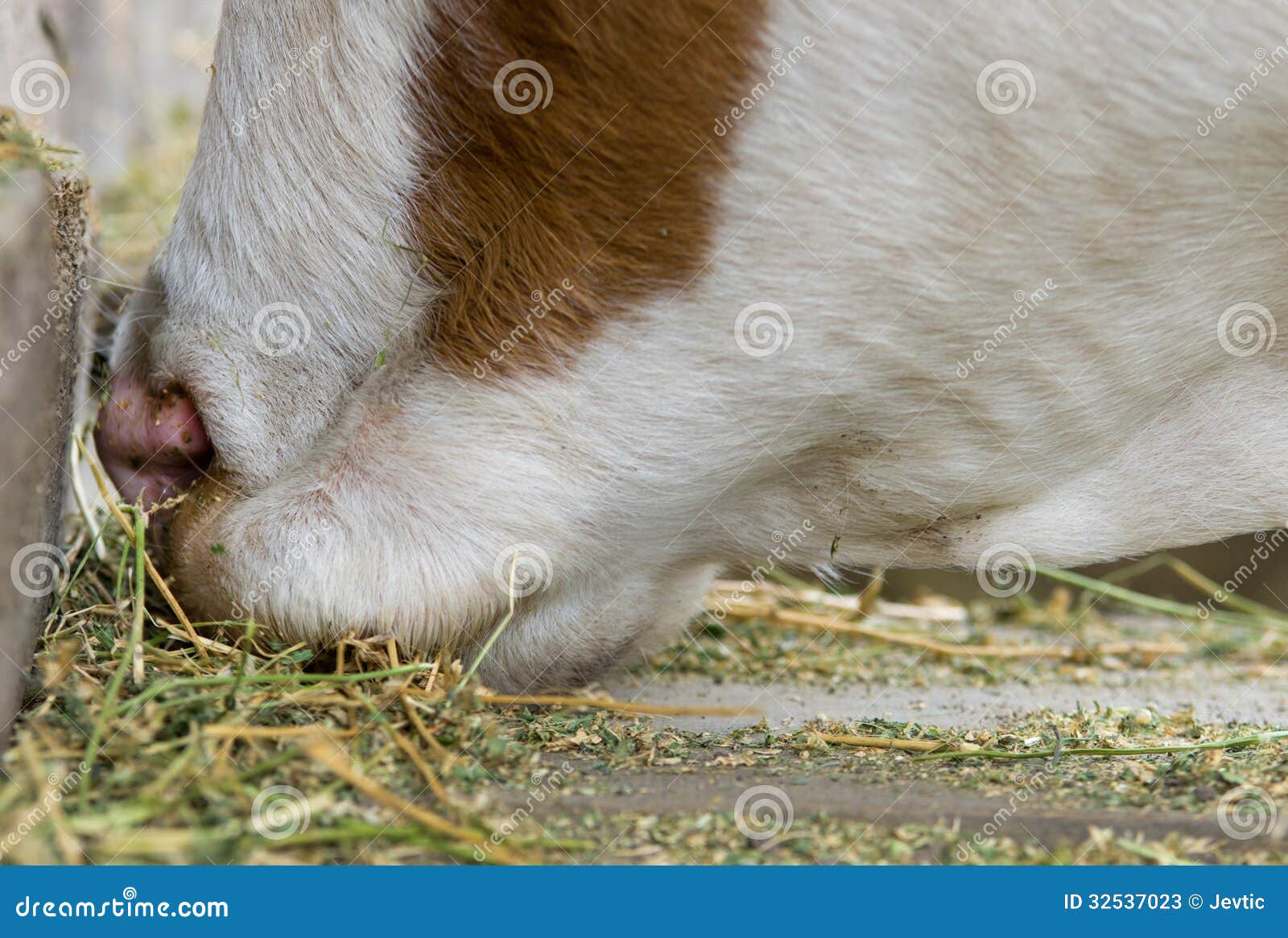 Cow eating hay stock image. Image of cows, brown, bale - 32537023