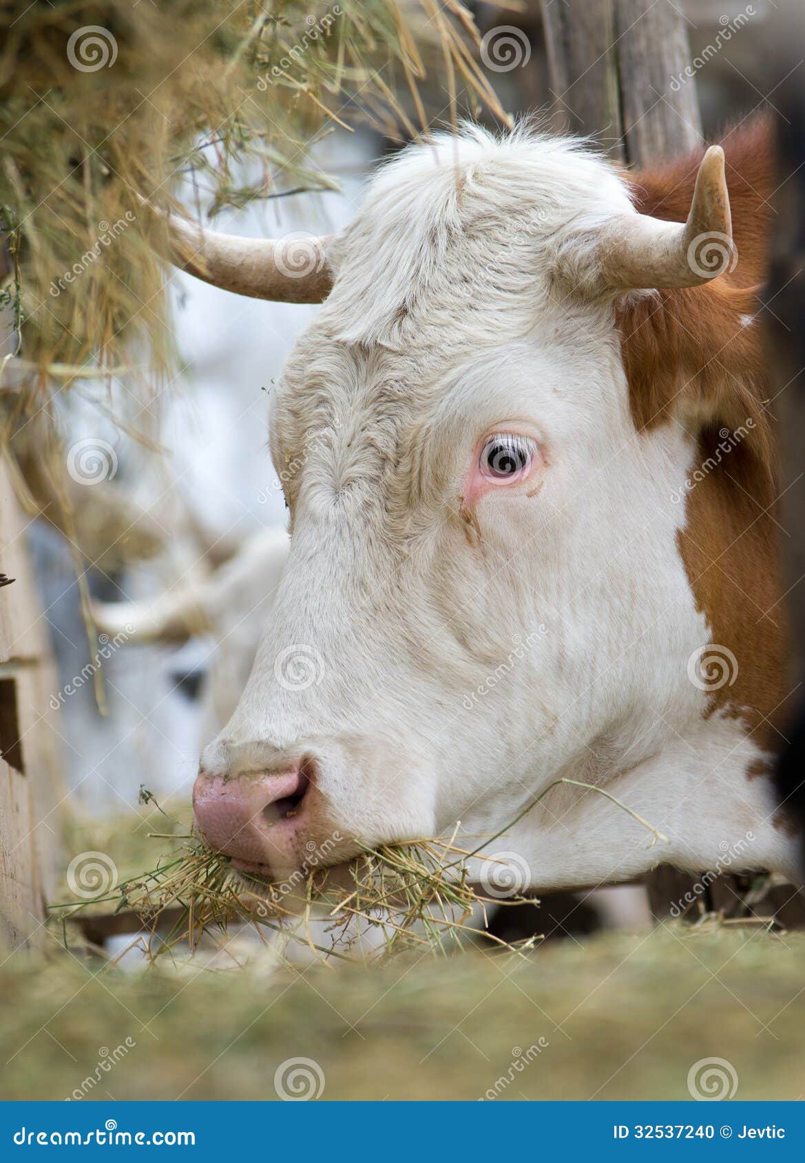 Cow eating hay stock photo. Image of brown, light, agricultural - 32537240