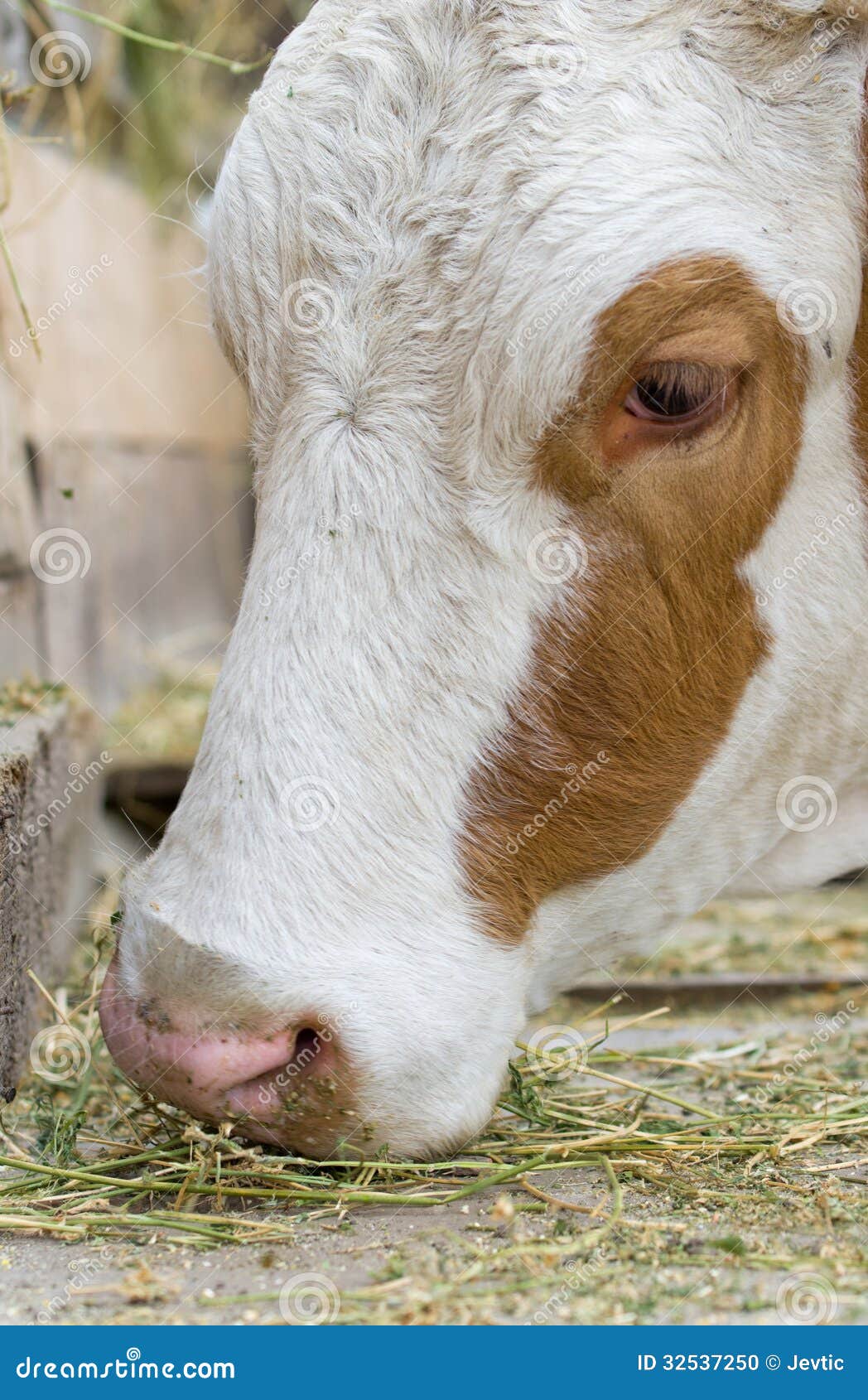 Cow eating hay stock photo. Image of brown, healthy, fodder - 32537250