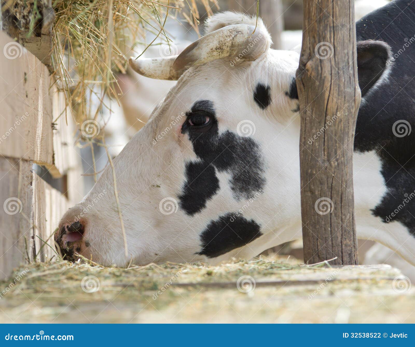 Cow eating hay stock photo. Image of healthy, forages - 32538522