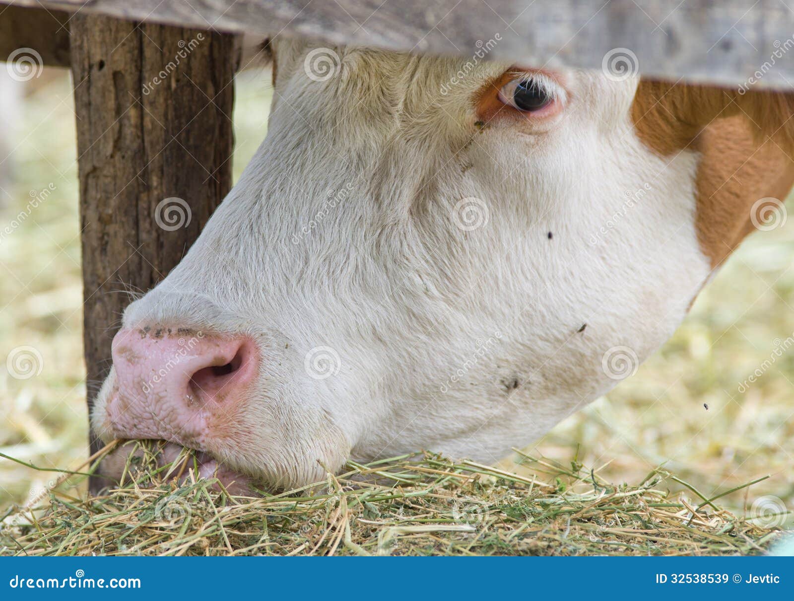 Cow eating hay stock image. Image of barn, instinct, eyes - 32538539