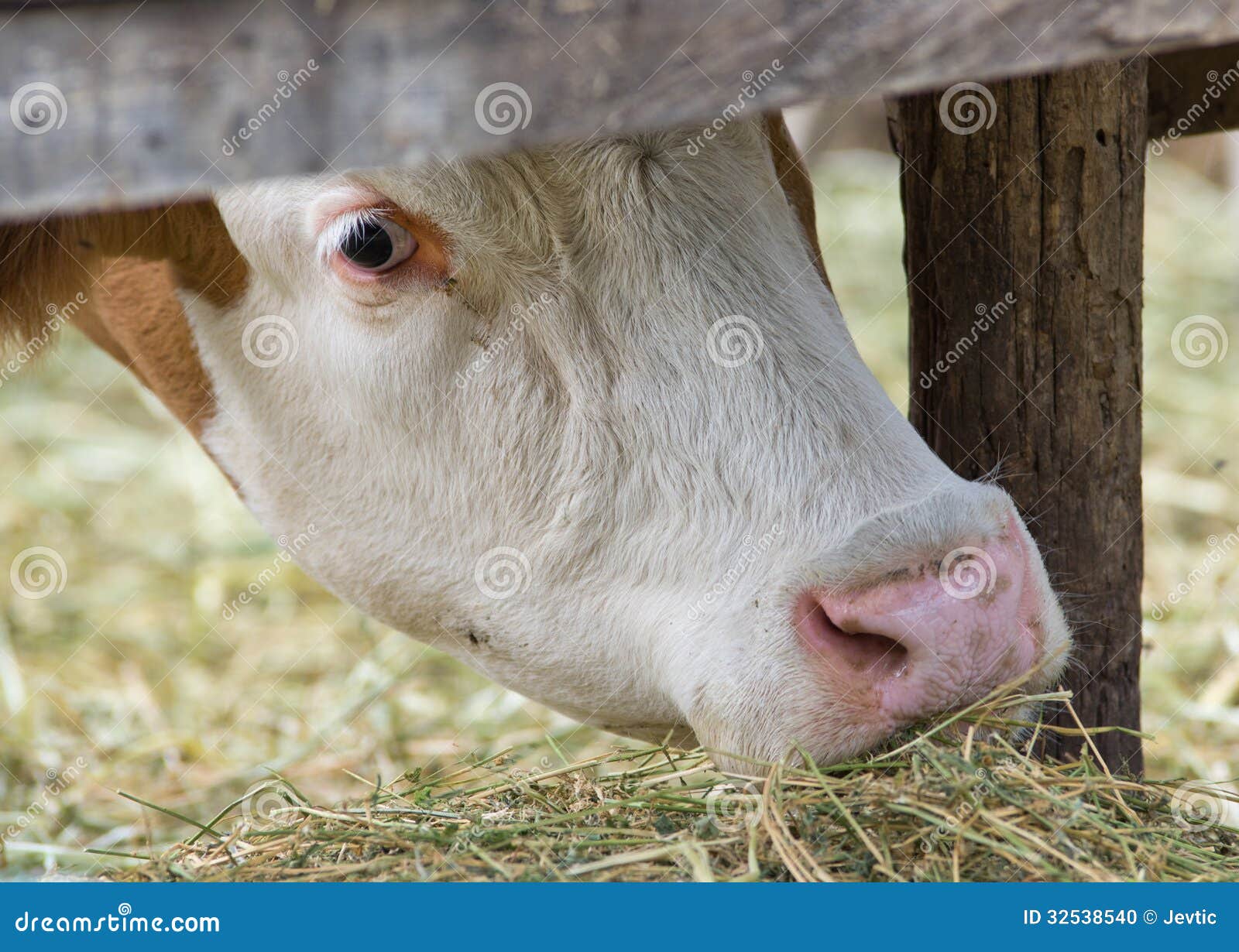Cow eating hay stock photo. Image of bovine, beautiful - 32538540