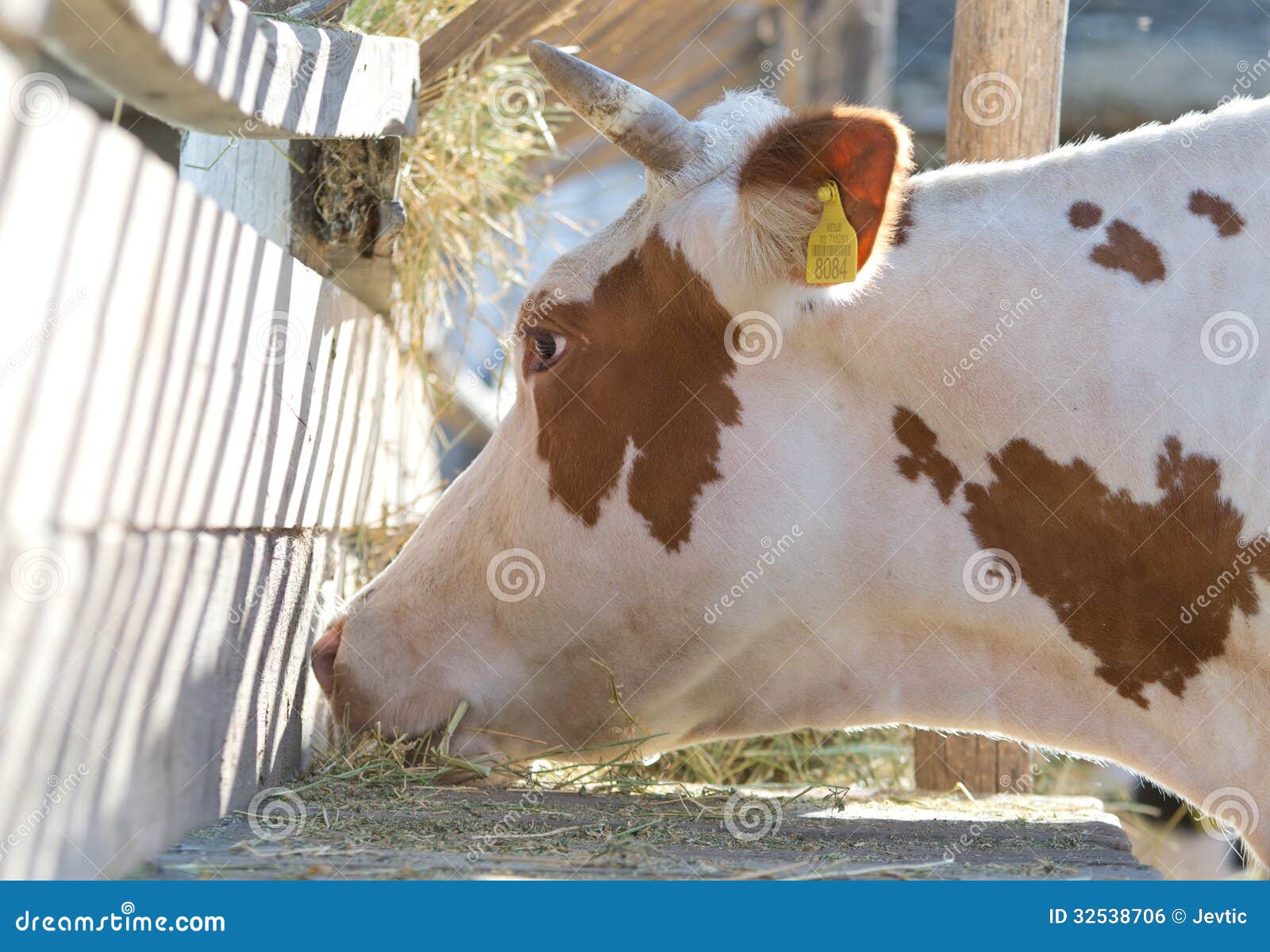Cow eating hay stock photo. Image of beef, calf, husbandry - 32538706